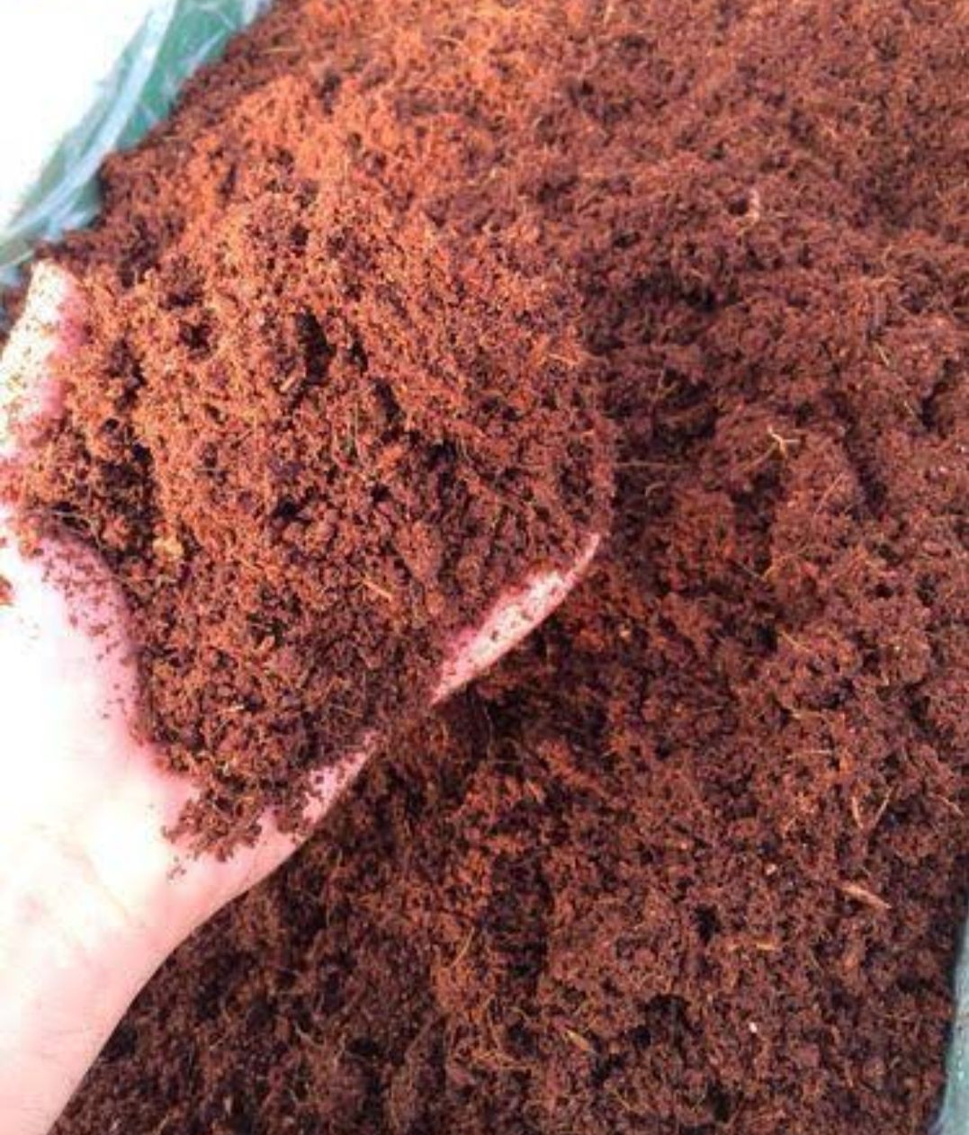 Buy Coco Product from PT Berkah Fukuokindo Indonesia, Indonesia ...