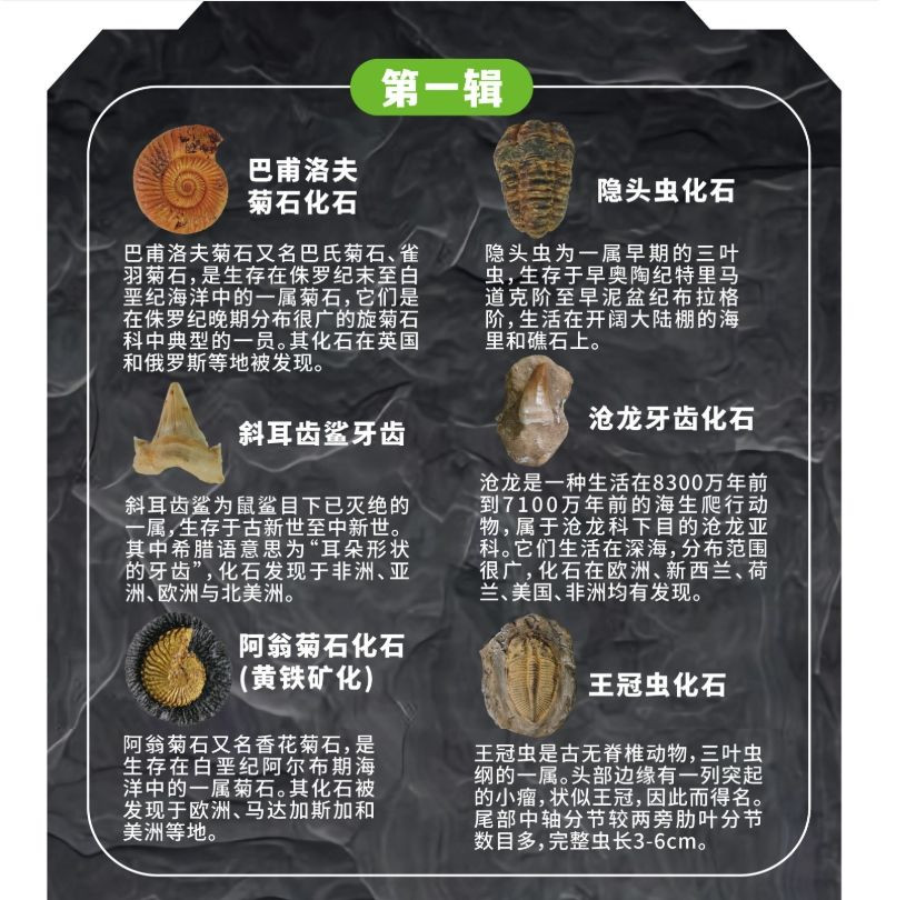 Buy Prehistoric Fossil Series Collection (i) (6 Pieces) from Yunnan ...