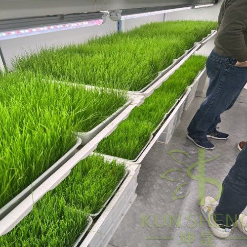 Buy Hydroponic Fodder Container Farm from Weifang Kunsheng Agriculture ...