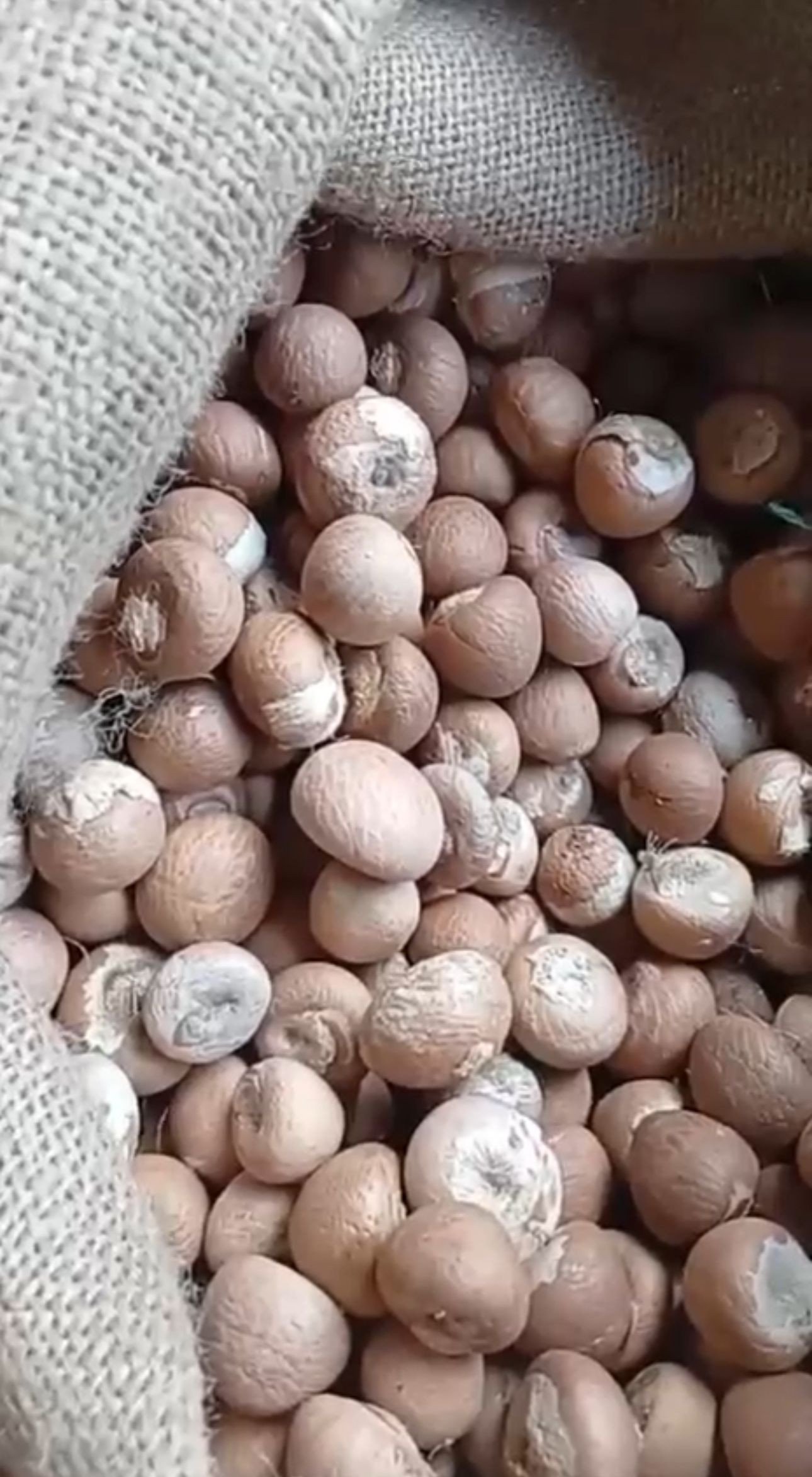 Buy Premium Whole Betel Nut 80/85 Grade – Export Quality From Indonesia ...