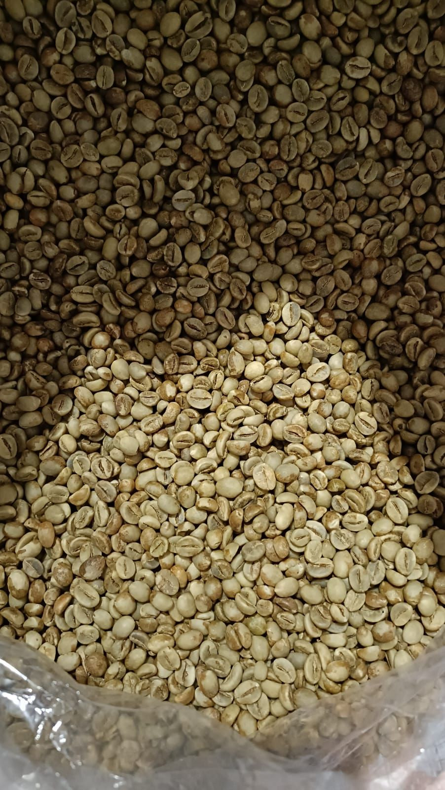 Buy Robusta from PT PUTRA AGRO KATULISTIWA, Indonesia | Tradewheel.com