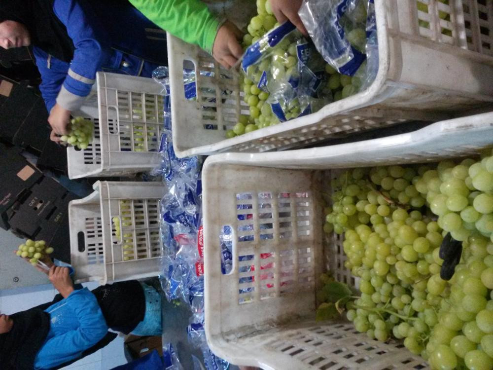 Buy A Grape Is A Fruit, Botanically A Berry I Egyptian Grapes Supplier ...
