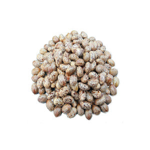 Buy Castor Seeds High Sprouting Herb Castor Bean Plant Seedlingss Bulk ...
