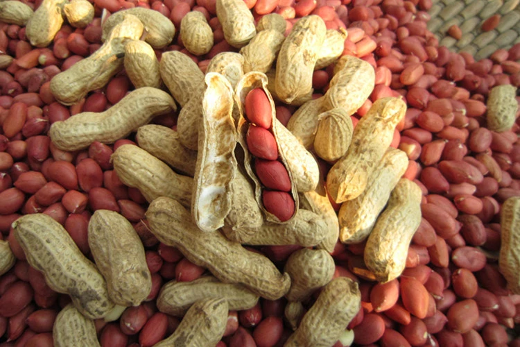 Buy Ground Nut Red Skin Peanut, Raw Shelled Peanuts, Fresh Peanuts With ...