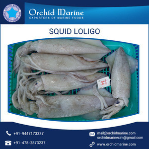 Buy Hygienically Machine Cleaned And Processed Loligo Squid At Lowest ...