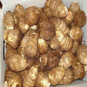 Buy Taro Root New Crop Fresh Taro Export Price 7kg/mesh Bag from ...