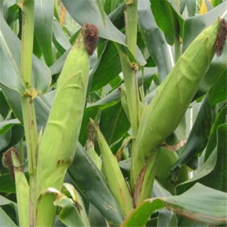 Buy Top Grade Sweet White Waxy Corn Maize Seeds For Planting from ...