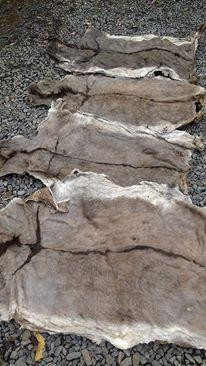 Buy Wet And Dry Salted Donkey Skin/donkey Hides/cow Skin from TOSCAT CO ...