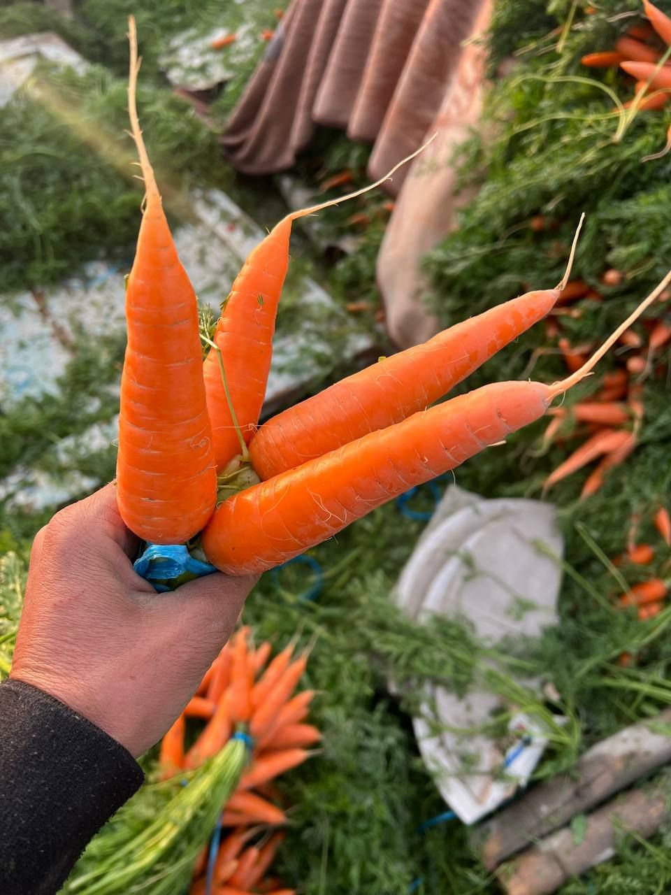 Buy Fresh Young Carrot from world import export trade uzbekistan ...