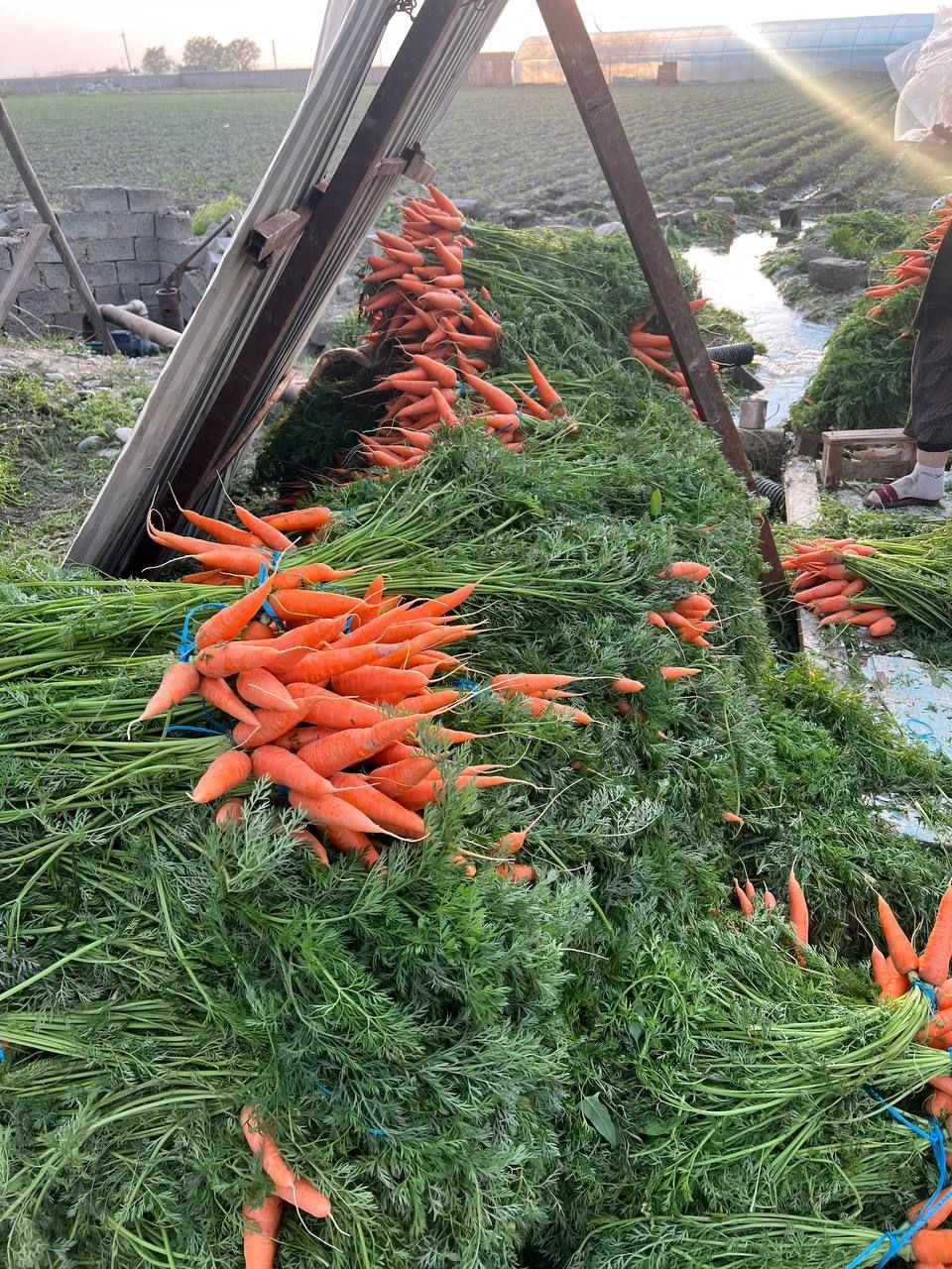 Buy Fresh Young Carrot from world import export trade uzbekistan ...