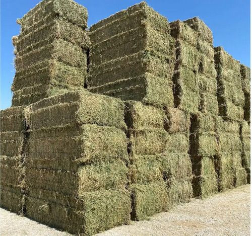 Buy High Protein Sun Dried Alfalfa Hay For Animal Feed from DALTON ...
