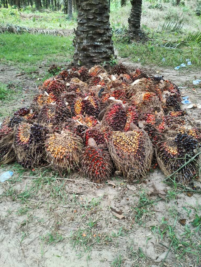 Buy Palm Nut Fruits from Brother T Farms Ltd, Ghana | Tradewheel.com