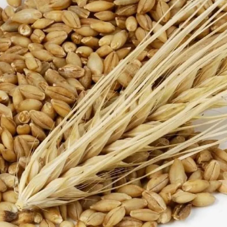 Buy High Grade Barley Ready For Export from Landove International ...