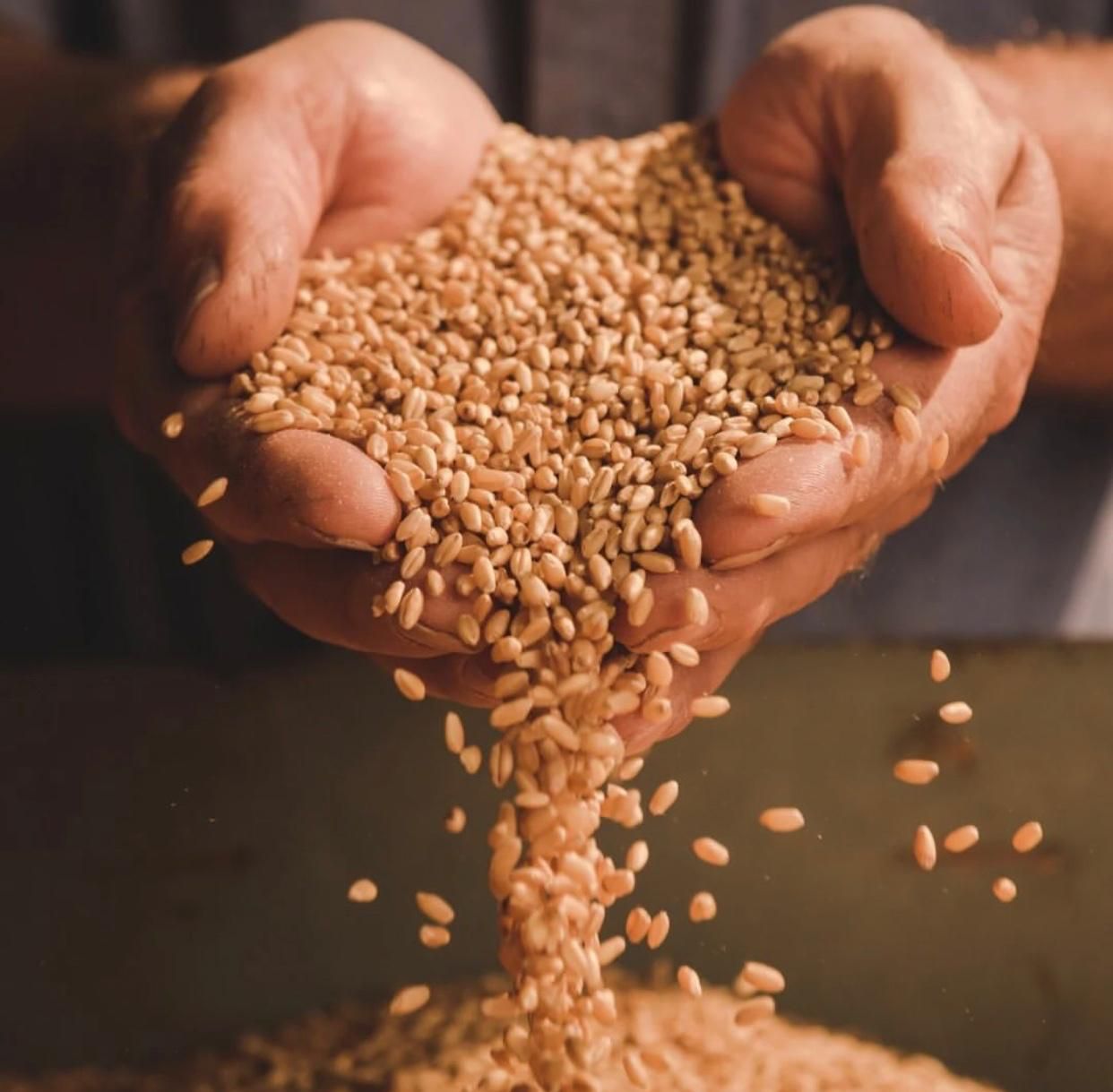 Buy Whole Wheat Flour All Purpose Wheat Flour For Sale from D&A holding ...