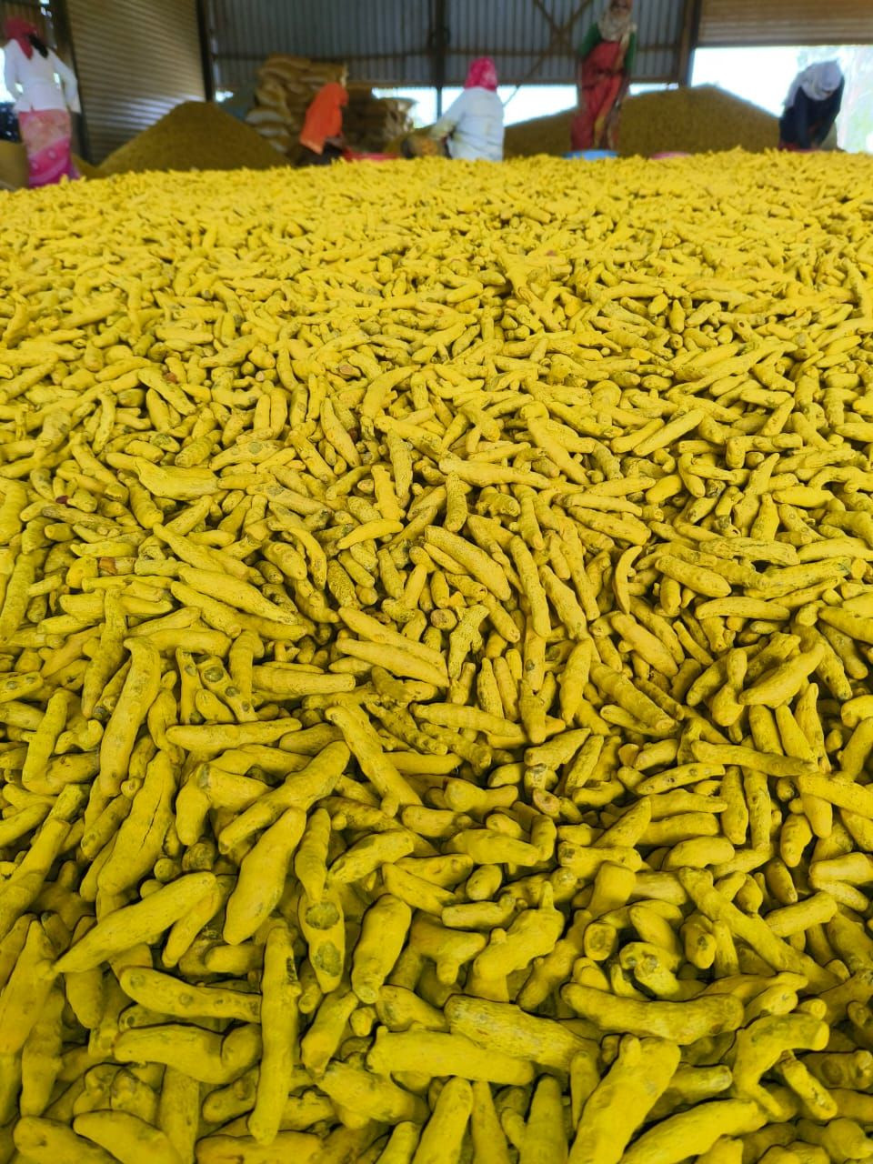 Buy Finger Turmeric Indian Origin from SAR EXPORTS, India | Tradewheel.com