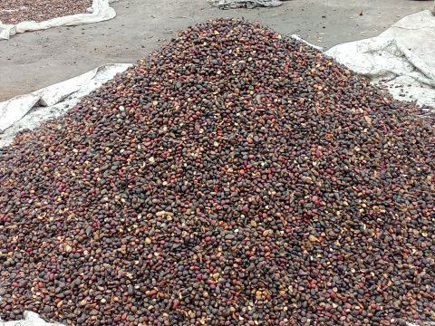 Buy Palm Kernel Nuts from Annybest Multi-link Grooming Enterprise ...
