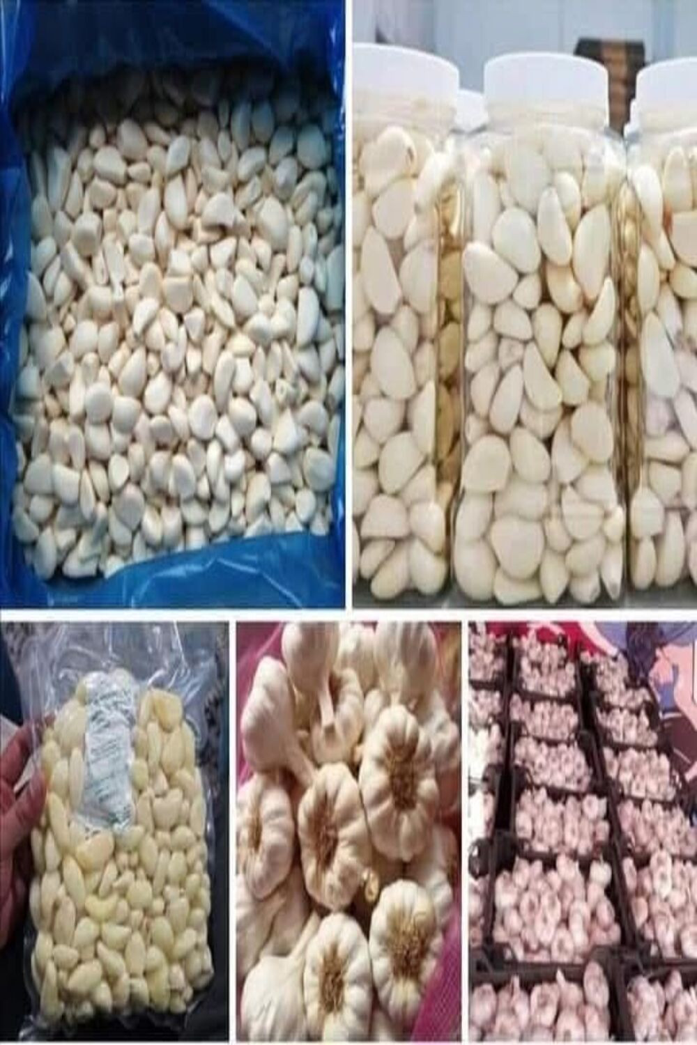 Buy Fresh Egyptian Garlic – High Quality from Organic Import & Export ...