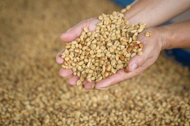 Buy Premium Quality Green Beans Robusta & Arabica Coffee from LINFORE ...