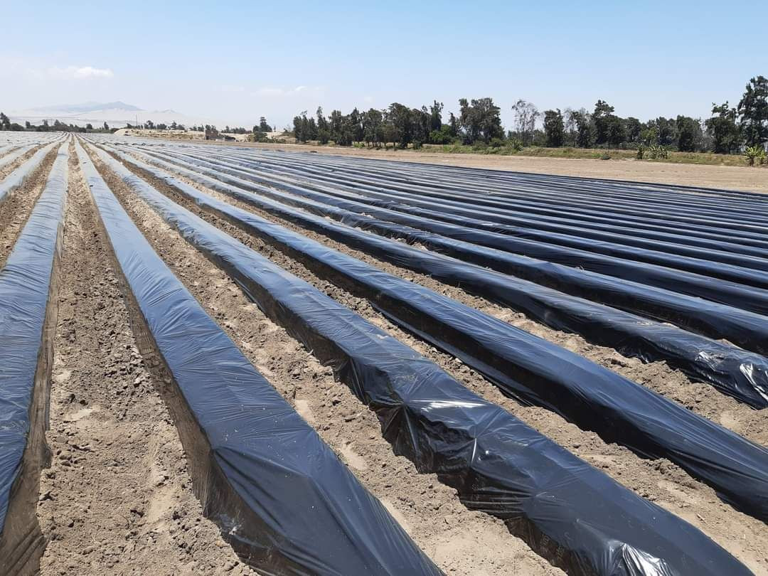 Buy Strawberry Mulcher from Kent Tarim Makinaları, Republic of Türkiye ...