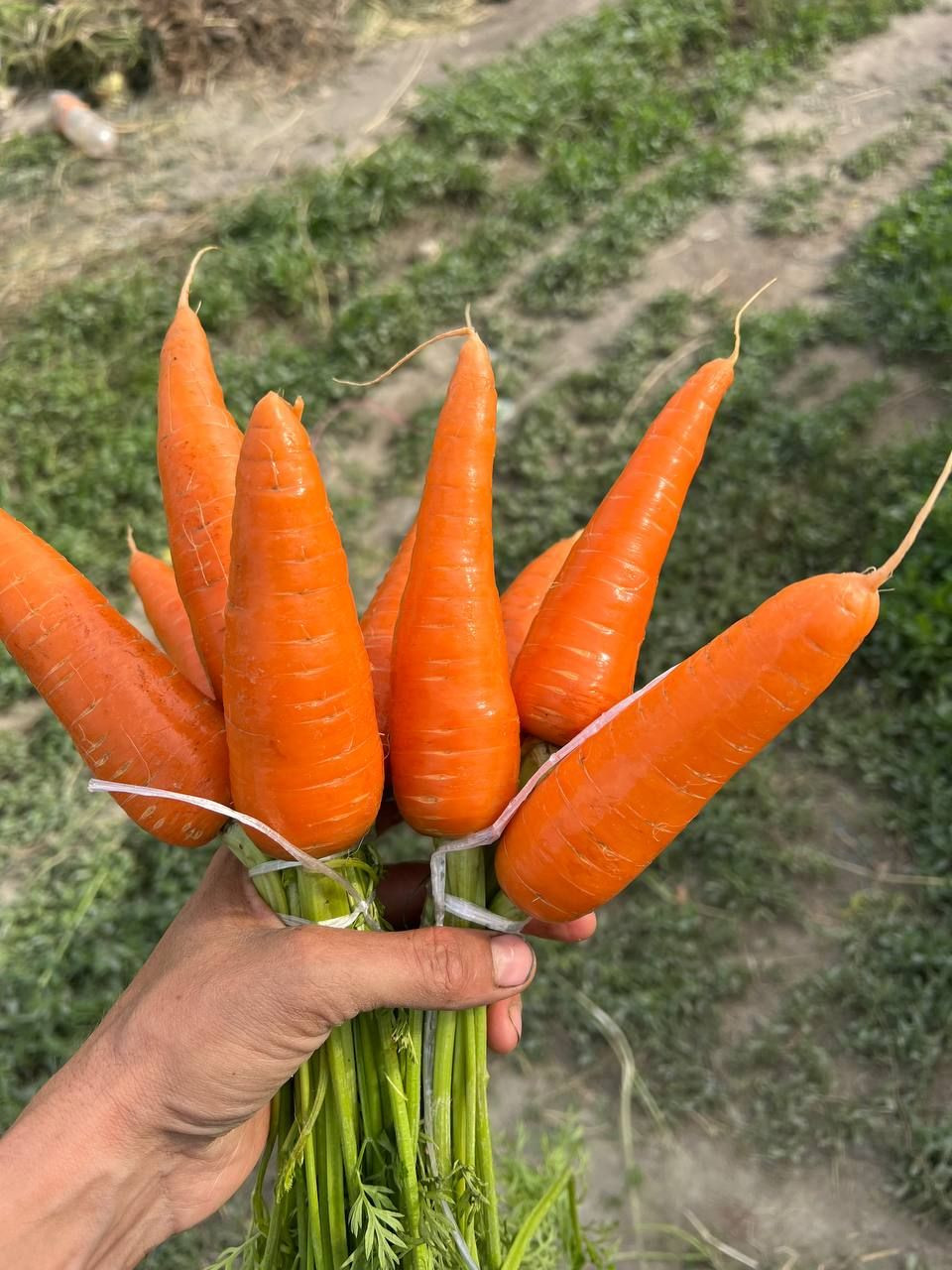 Buy Fresh Young Carrot from world import export trade uzbekistan ...