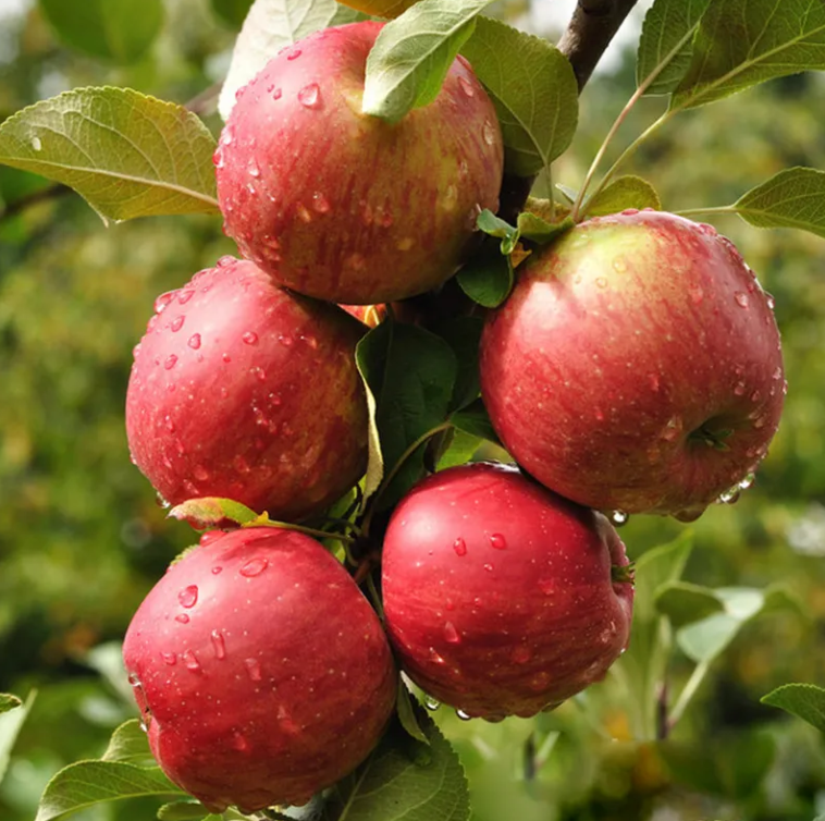 Buy Fresh Apples Ready For Export from Landove International Exports ...