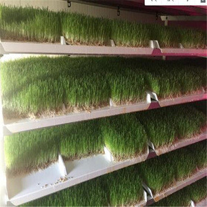 Buy Commercial Hydroponic Greenhouse Mung Bean Seed Sprout Equipment ...