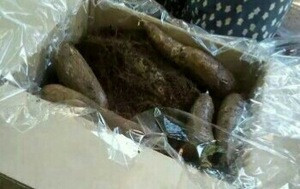 Buy Fresh Sweet Manioc/cassava From Sri Lanka from ANT COMMODITY (PVT ...