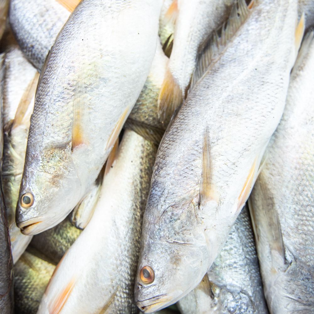 Buy Wholesale Price Fresh Frozen Yellow Croaker Fish from Emmanuel ...