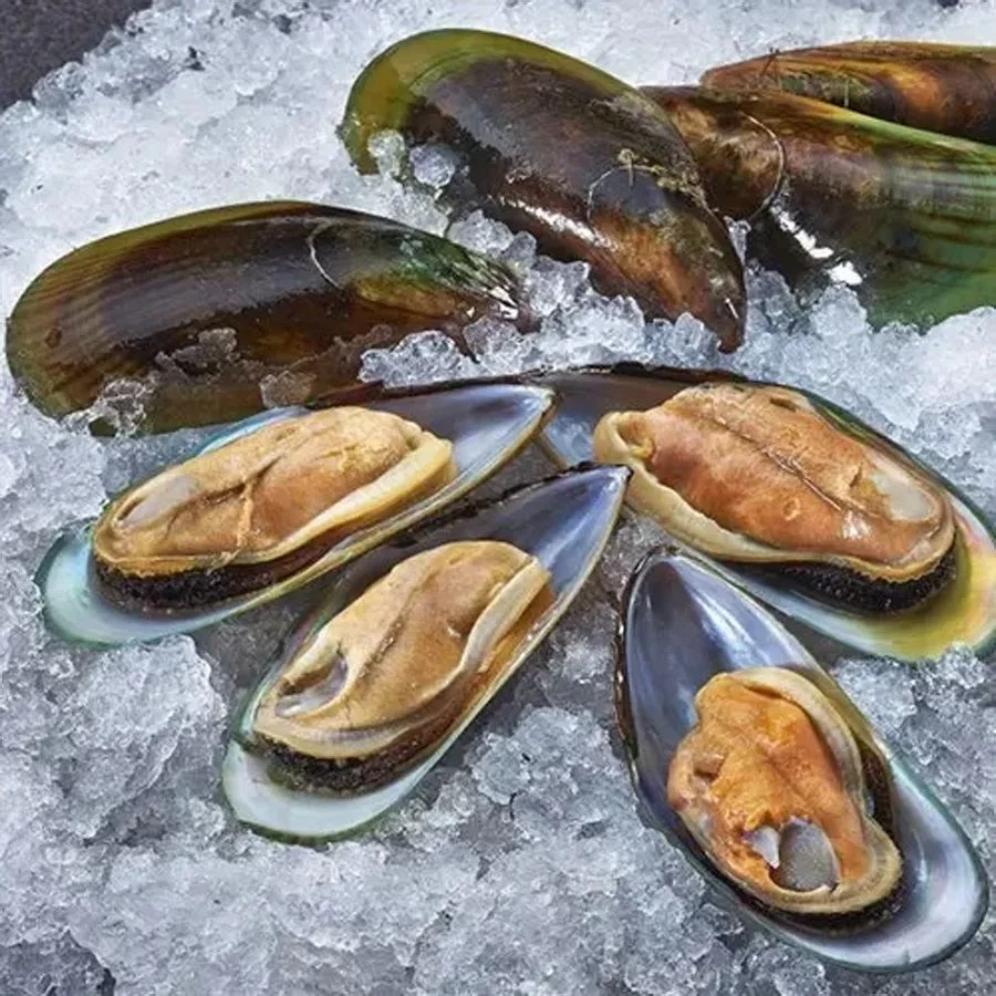 Buy Whole Mussels Seafood from Kertland KFT, Hungary | Tradewheel.com