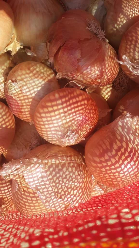Buy Fresh Egyptian Onion from Kemet farms, Egypt | Tradewheel.com