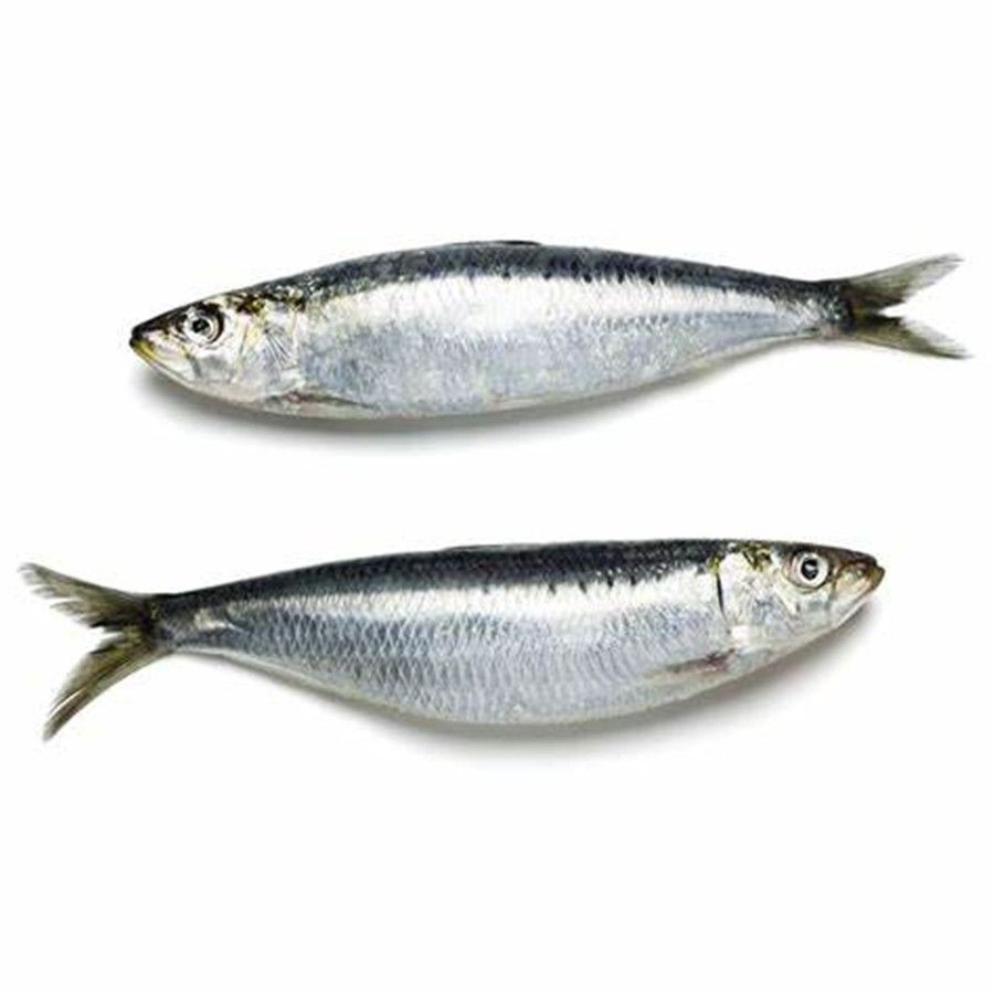 Buy Sardine Fish Export Frozen Sardine Fish Whole Round Frozen Sardine ...
