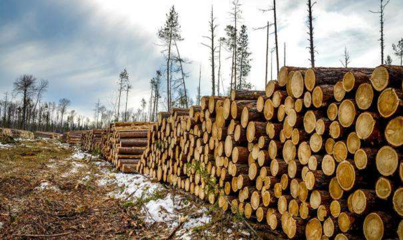 Buy Sawn Lumber From Softwood Timber, Siberian Pine/larch/sprice/fir ...