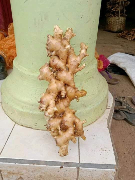 Buy "indonesian Jahe Gajah: Premium Ginger Root For Health And Flavor ...