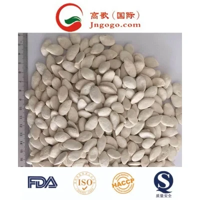 Buy 13cm Snow White Pumpkin Seed Roasted Pumpkin Seeds (15% Salt) from ...