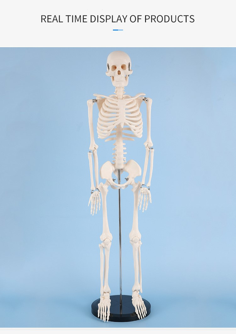 Buy 85cm Full Body Flexible Skeleton Anatomy Model Medical Teaching ...