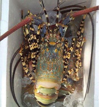 Buy Frozen Lobster / Frozen Lobster Tails / Fresh Live Lobsters from ...