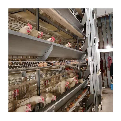 Buy High Quality Factory Automatic Poultry Farm Equipment Chicken Layer ...