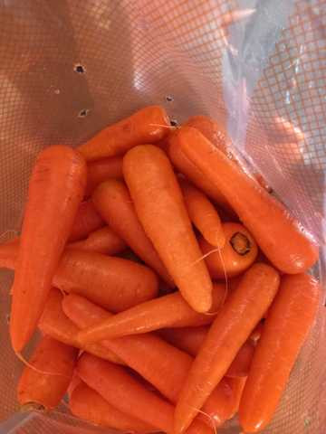 Buy New Carrot Crop Premium Quality Class A Carrots Egypt Fresh Carrots ...