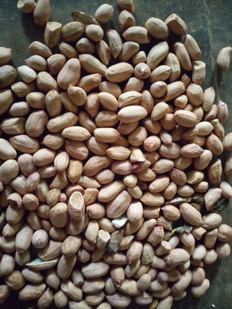 Buy Ground Nuts from BKC Export, India | Tradewheel.com