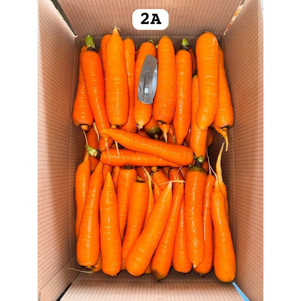 Buy Quality Carrots from Agrosul Hortifruti, Brazil | Tradewheel.com