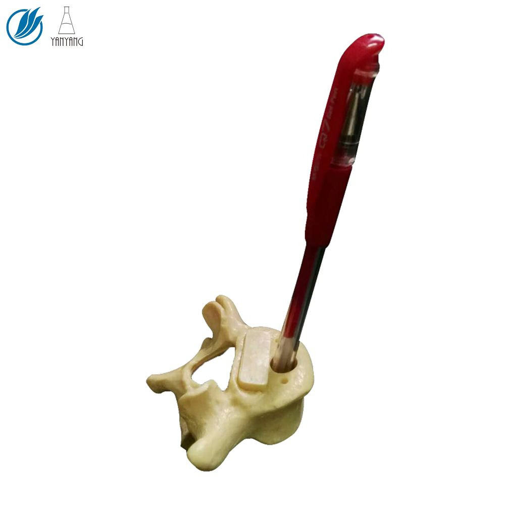 Buy Simulated Lumbar Vertebrae Penholder Backbone Pen Holder from ryan ...