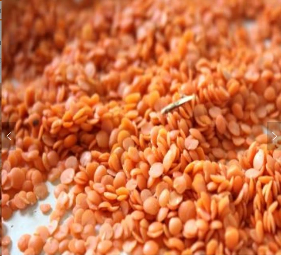 Buy Natural Lentils from SAFIMBHO, Germany | Tradewheel.com