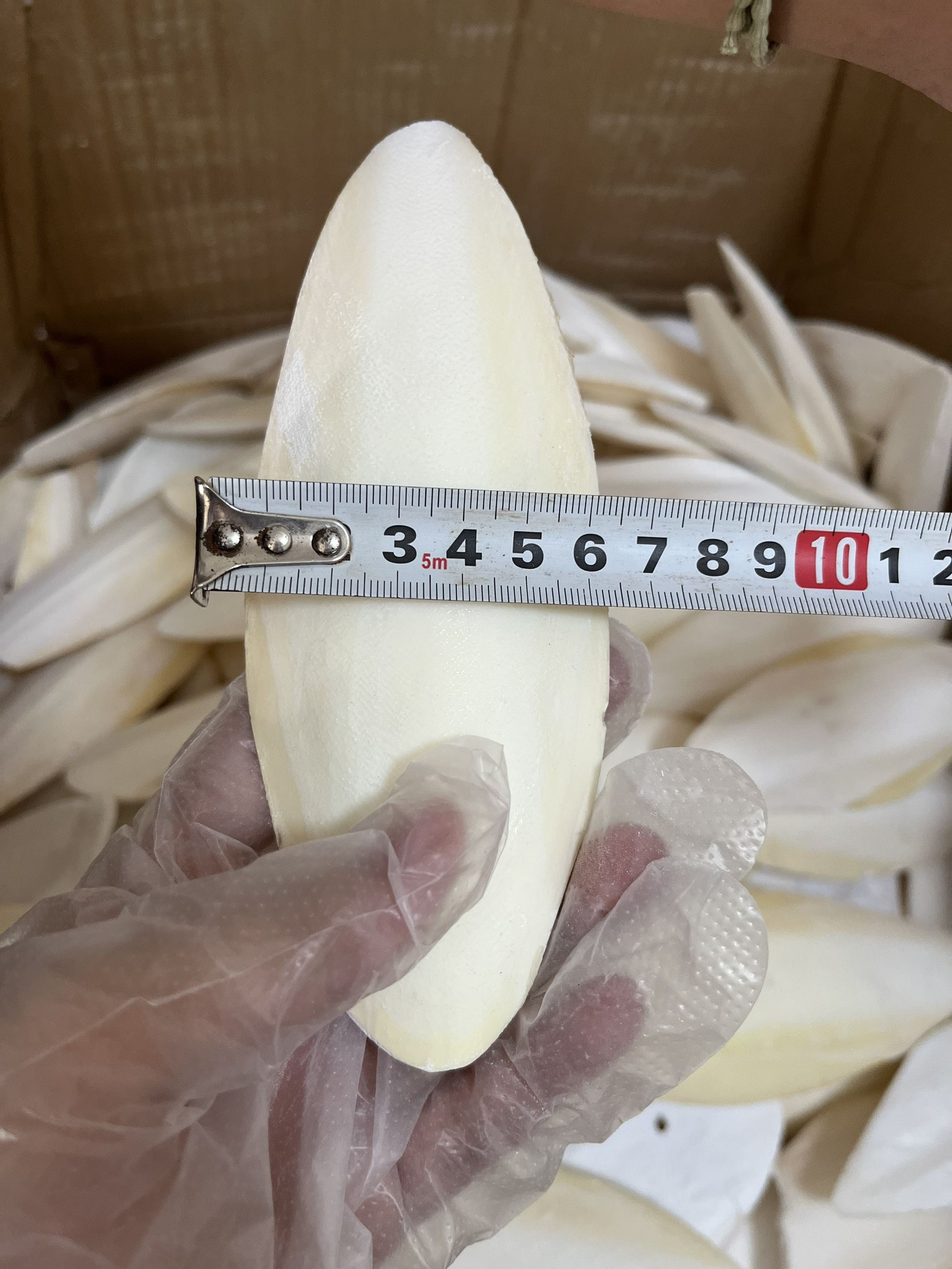Buy Dried Cuttlefish Bone from Blue Lotus Exim Co.,LTD, Vietnam ...