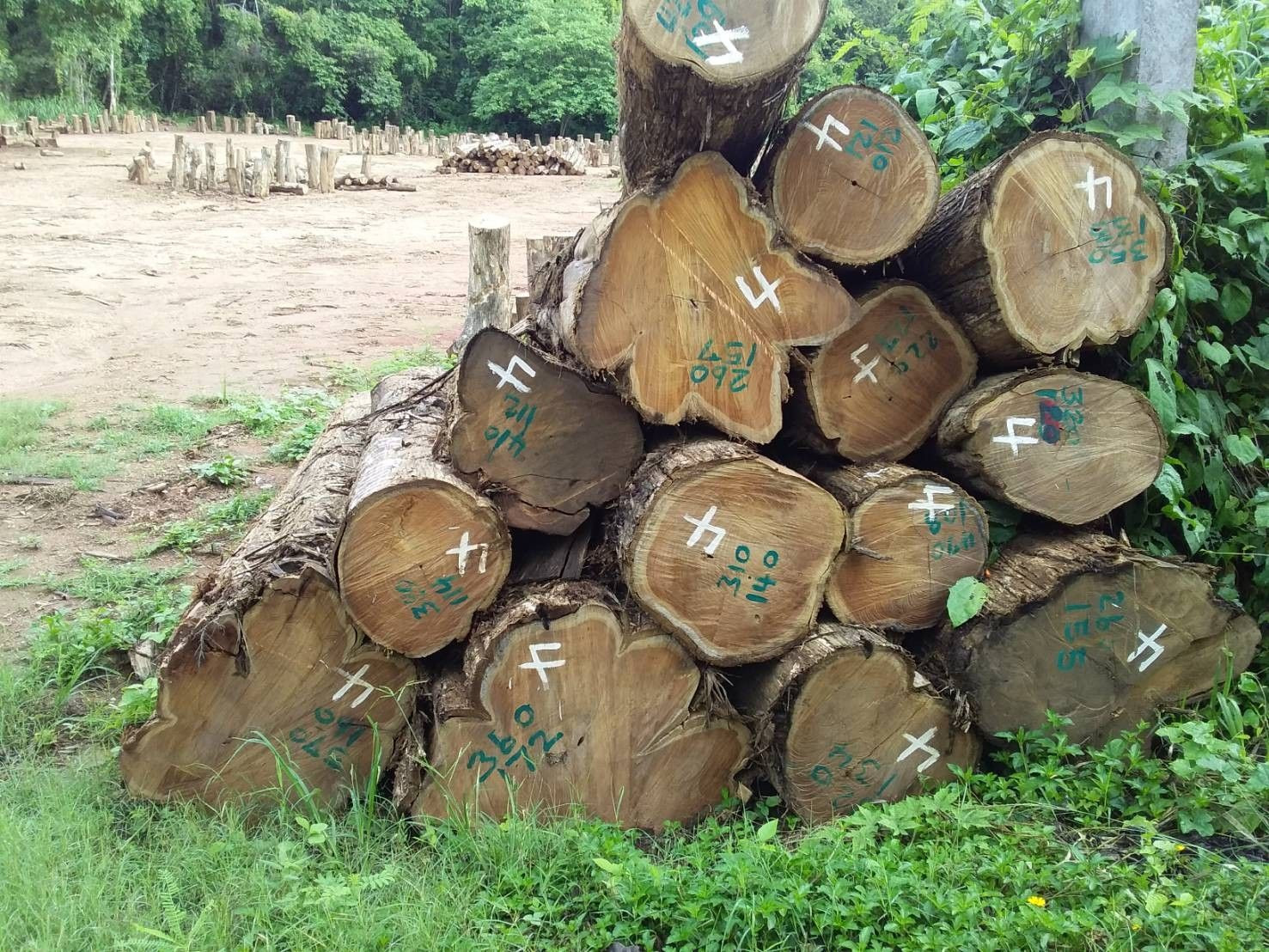 Buy Teak Wood Log from Perm Roy Yim, Thailand | Tradewheel.com
