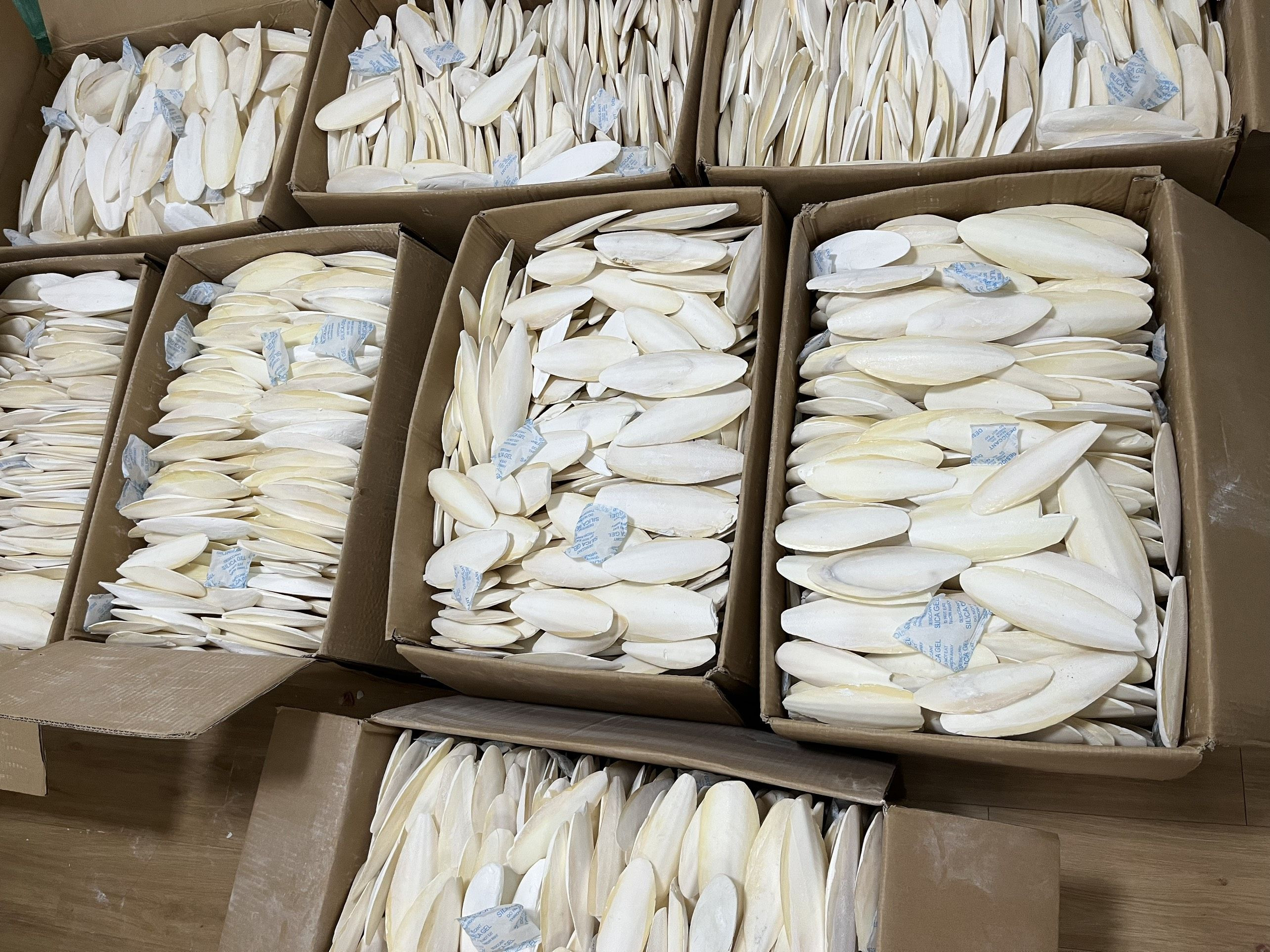 Buy Dried Cuttlefish Bone from Blue Lotus Exim Co.,LTD, Vietnam ...