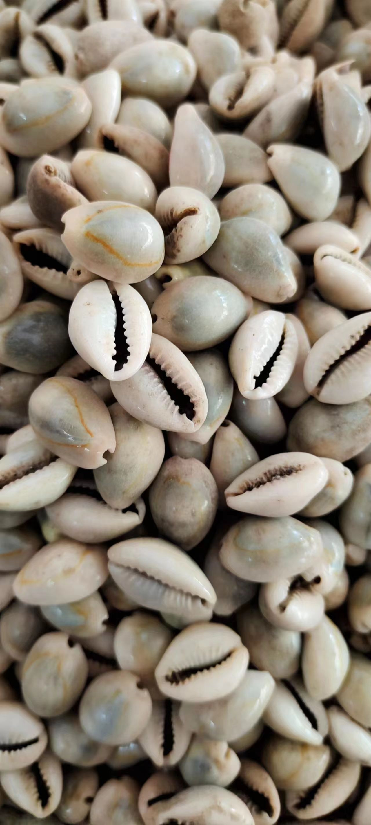 Buy Artificial Crafts Used Seashell Operculum from Yiwu HongYu E ...