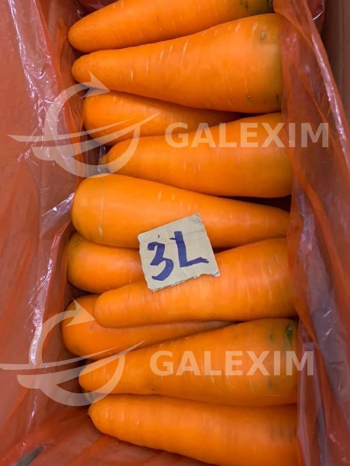 Buy Vietnam Fresh Carrot from Galexim, Vietnam | Tradewheel.com