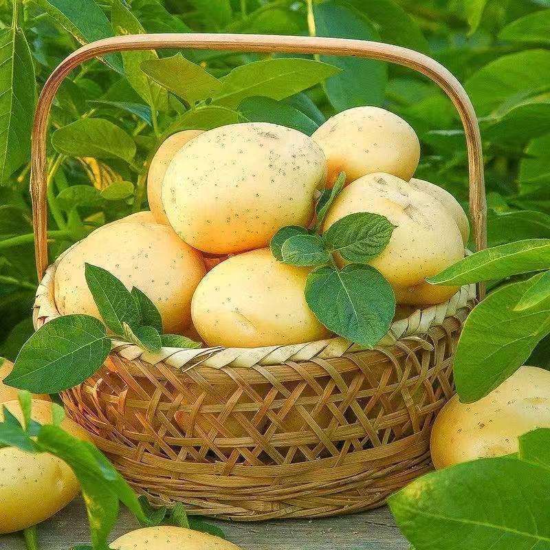 Buy Potato Farming With High Quality And Good Price from Markco Polo ...