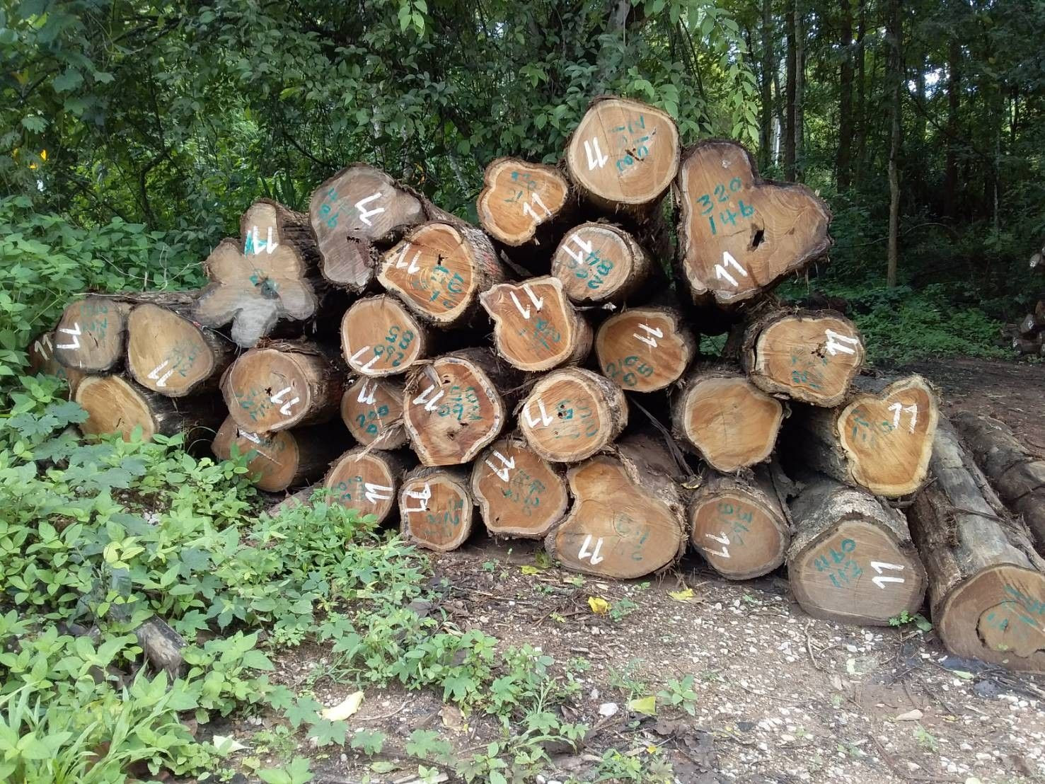 Buy Teak Wood Log from Perm Roy Yim, Thailand | Tradewheel.com