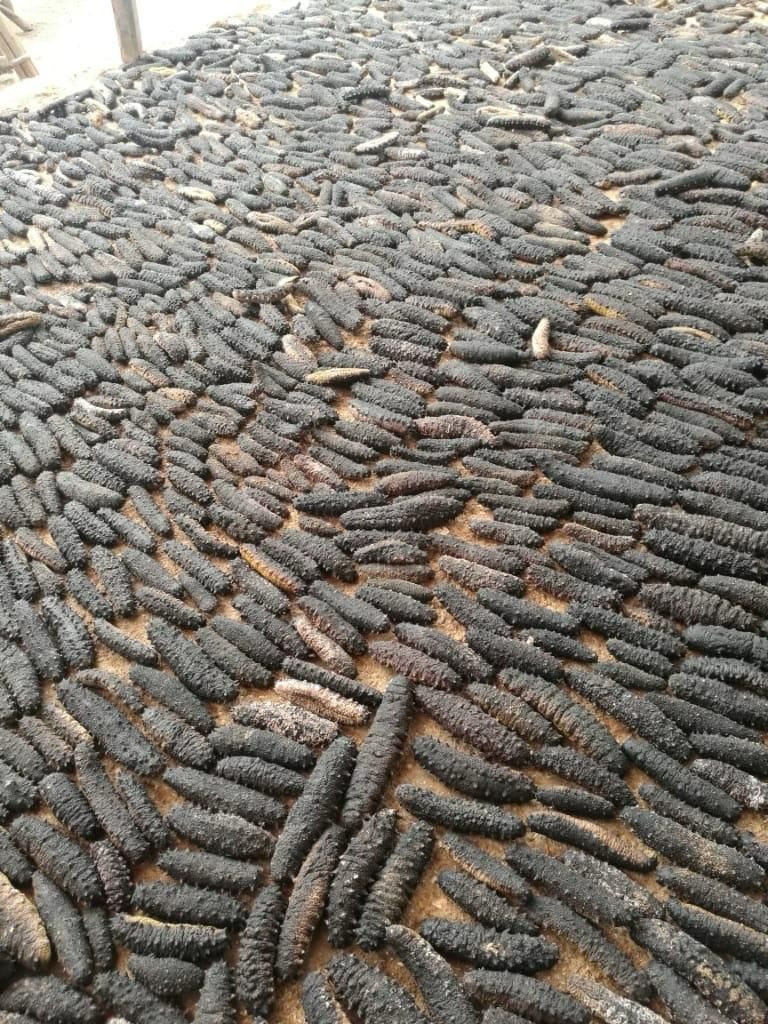 Buy Black Sea Cucumber from Dimas Marher Trading, Ethiopia | Tradewheel.com